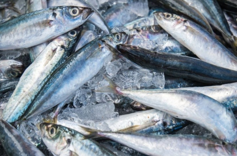 Produksyon ng isda sa West Philippine Sea, bumaba