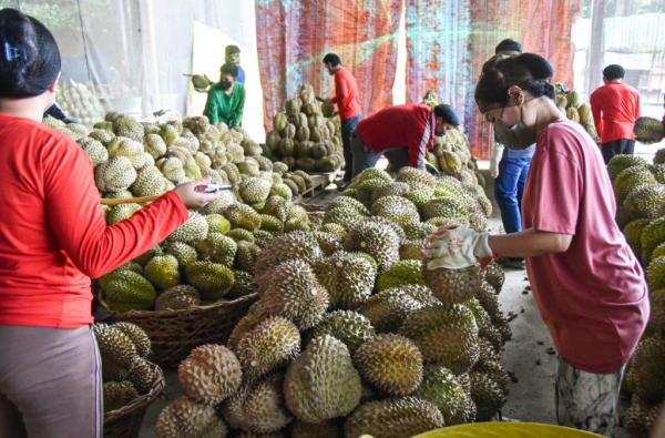 Ceremonial send-off ng durian exports sa China isinagawa sa Davao ...