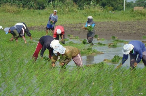 82% ng mga lupang sakahan sa bansa, may moderate-to-low soil fertility ...