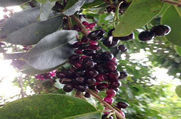 Benepisyo sa katawan ng pagkain ng duhat, alamin!