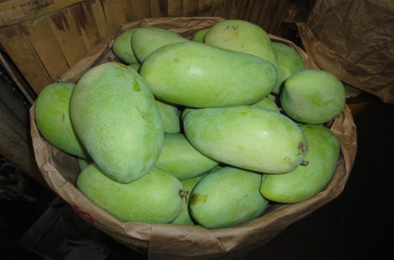 Pag-eexport ng mangga sa Australia, sisimulan na ngayong Hunyo