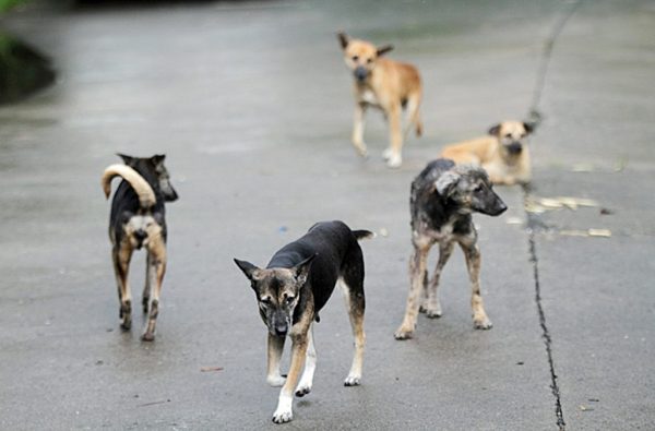 Mga nagpapadumi ng aso sa kalsada, binalaan