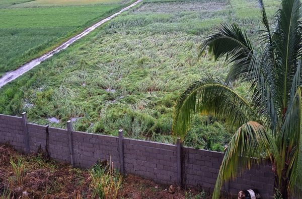 Halaga ng pinsala ng bagyong Goring sa agrikultura, lumobo na sa P375-M