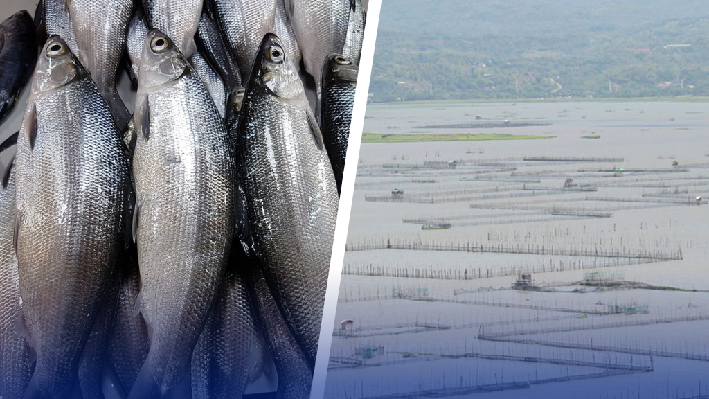 Presyo ng Bangus sa Laguna de Bay, target ibaba sa ₱70-80 kada kilo