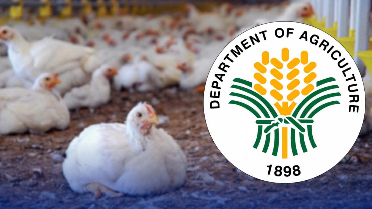 Poultry import ban sa dalawang US states, inalis na ng DA