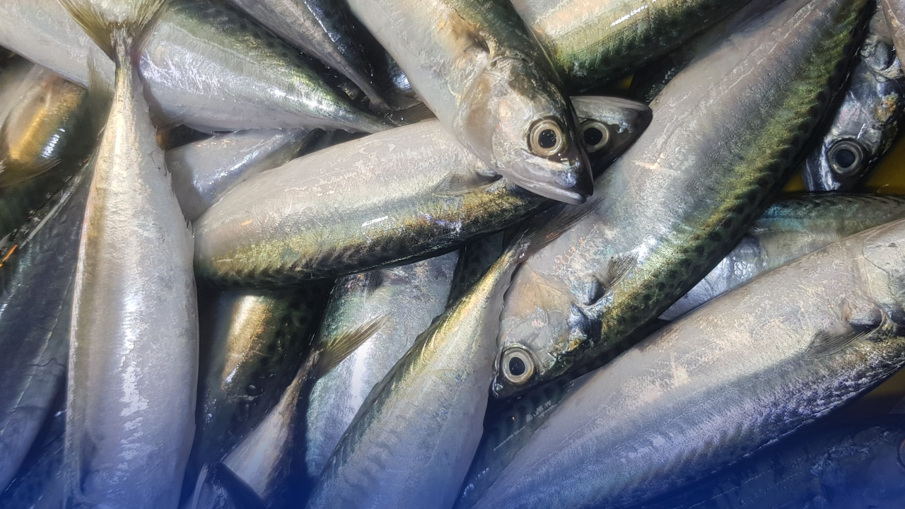 Matatag na suplay ng isda sa kabila ng import ban, tiniyak ng DA