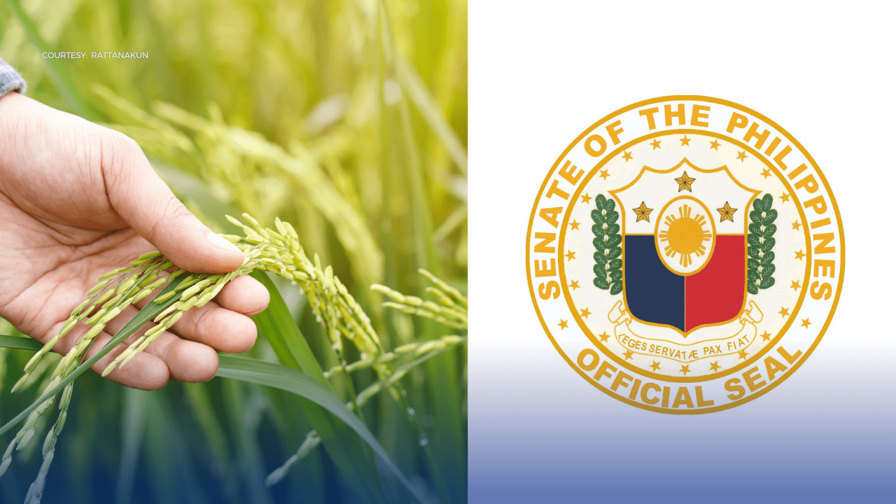 Ilang mga senador, nabahala sa pagbaba ng taripa sa bigas at iba pang ...