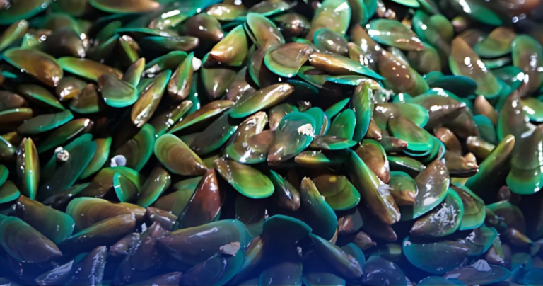 Shellfish ban, nakataas na sa 11 lugar sa Eastern Visayas bunsod ng red ...