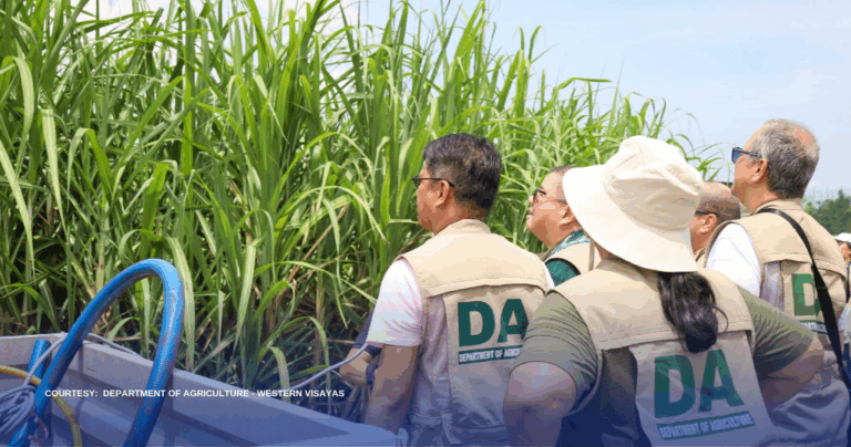 Field testing ng Agriculture dep't para sa RSSI infestation, isusulong!